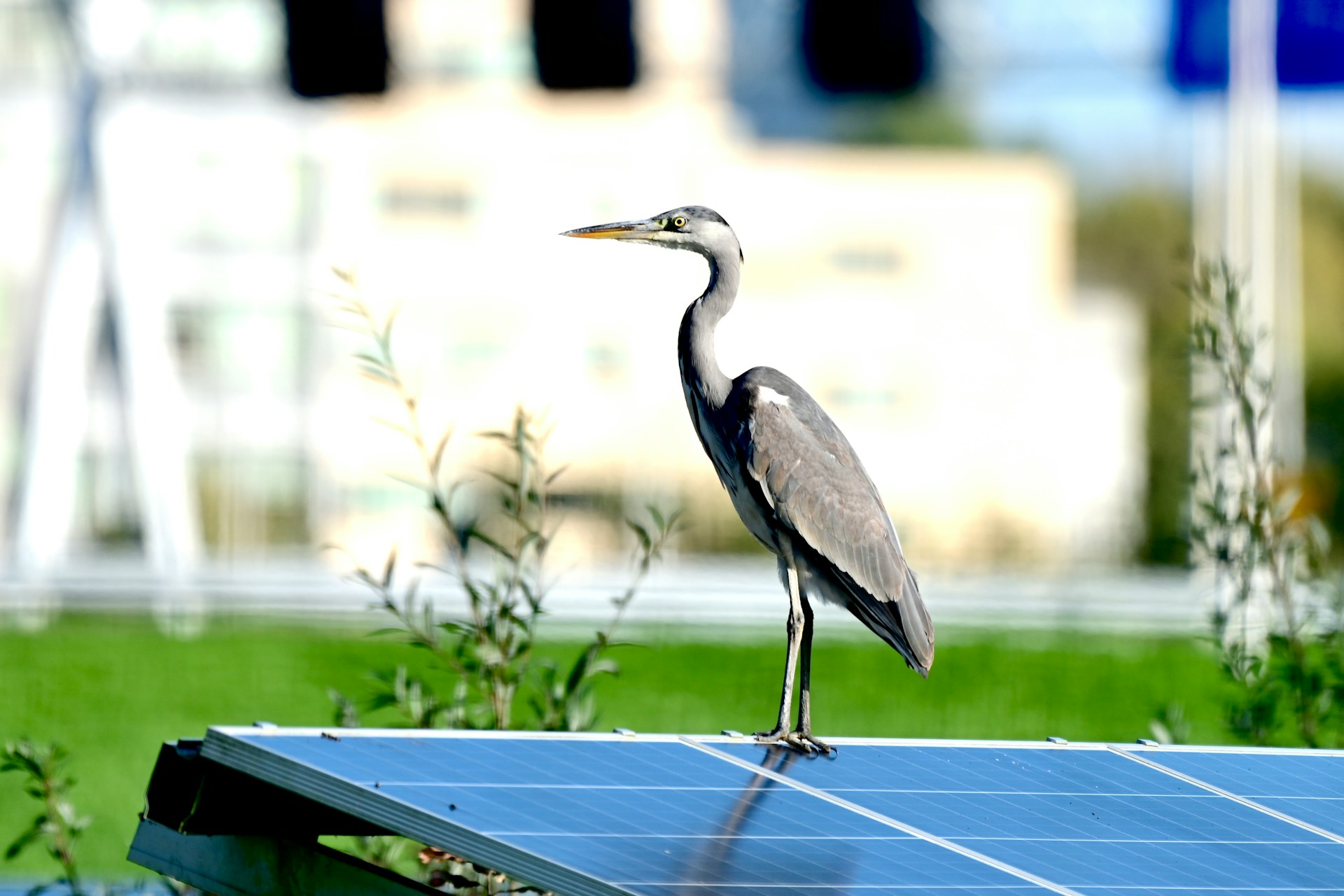 5 Most Effective Bird Proofing Techniques for Your Solar Panels - FI ...